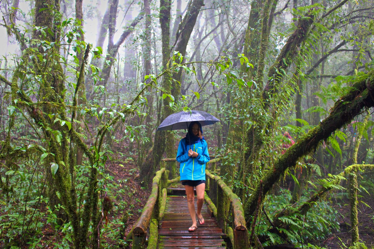 The Sound of Rain in the Jungle - Live Well With L